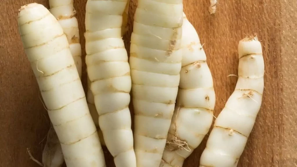 Manfaat Umbi Garut bagi Kesehatan Lambung - Gurunda.com